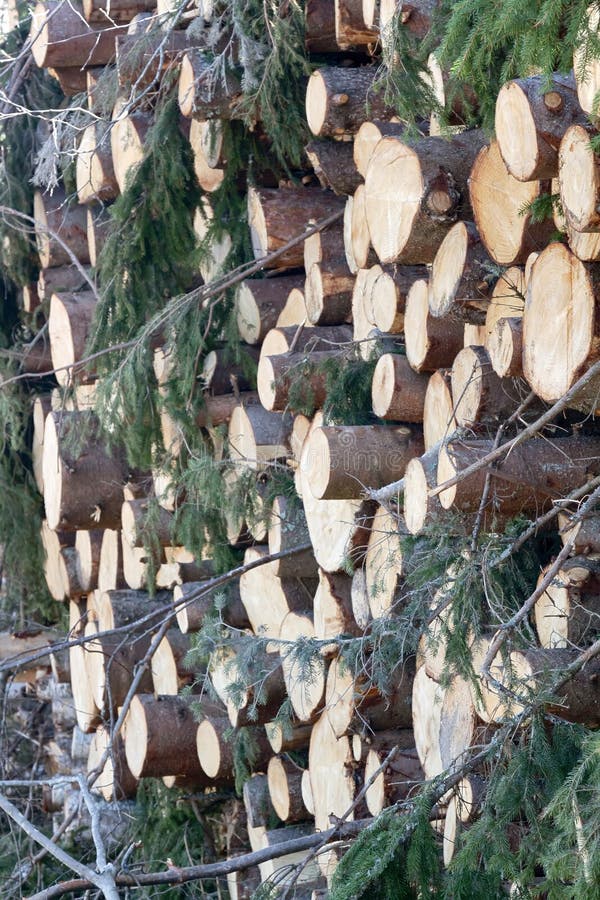 Spruce logs stock image. Image of beam, drift, coupe - 246428337