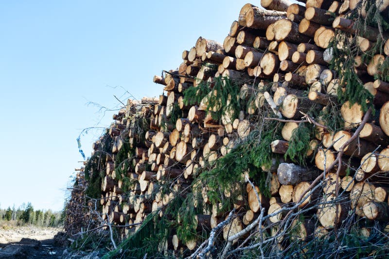 Spruce logs stock image. Image of harvest, boreal, liquidation - 250195387