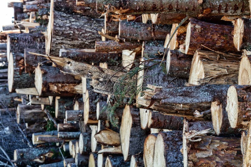 Spruce logs stock image. Image of forestry, logs, forest - 261144693
