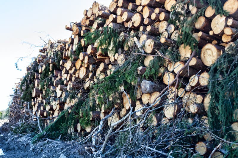 Spruce logs stock image. Image of boreal, point, harvest - 271191287
