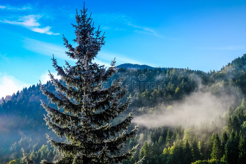 Spruce and Morning Fog in the Alps Stock Photo - Image of dolomite ...