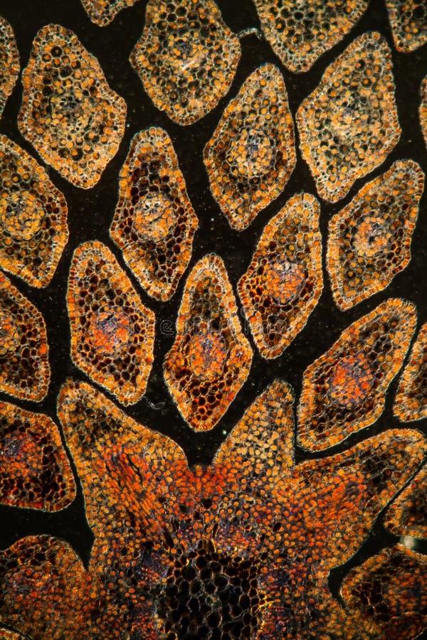 Spruce Needle in Cross Section Stock Image - Image of water, growth ...