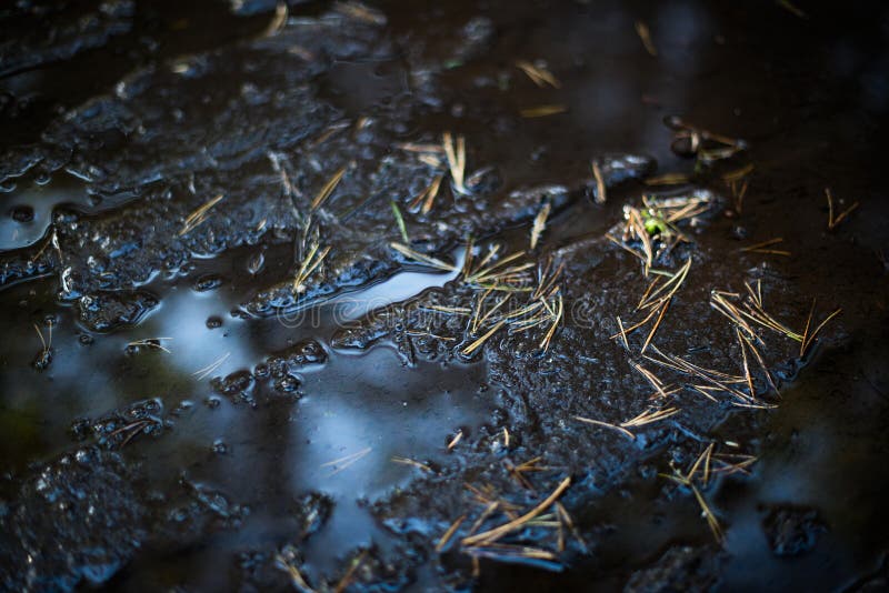 Spruce needles in the mud stock image. Image of organic - 102382715