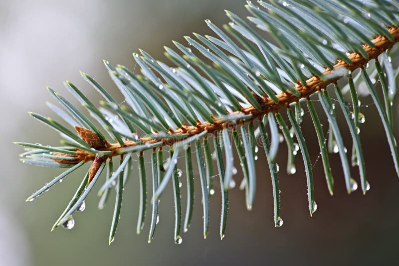 Water Droplets on Pine Needles: Stock Image - Image of pine, macro: 85665
