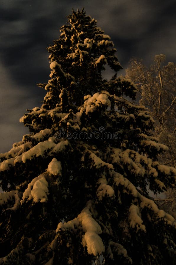 Spruce at night stock photo. Image of dramatic, night - 50495782