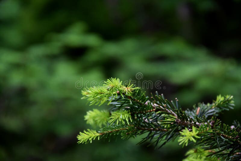 Spruce stock photo. Image of microworld, green, plants - 88455196