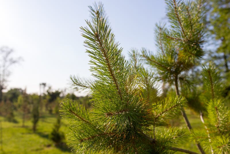 Spruce in the Park on the Nature Stock Image - Image of bloom, spring ...