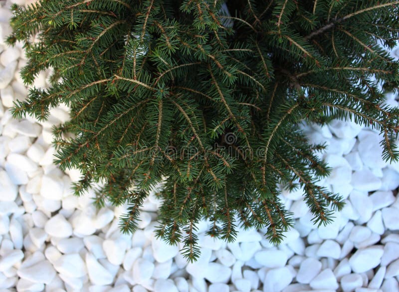 Decorative Spruce with Fluffy Branches on a Background of White Pebbles ...