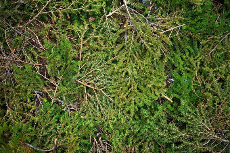 Spruce Paws are on the Ground. Stock Image - Image of mountainous ...