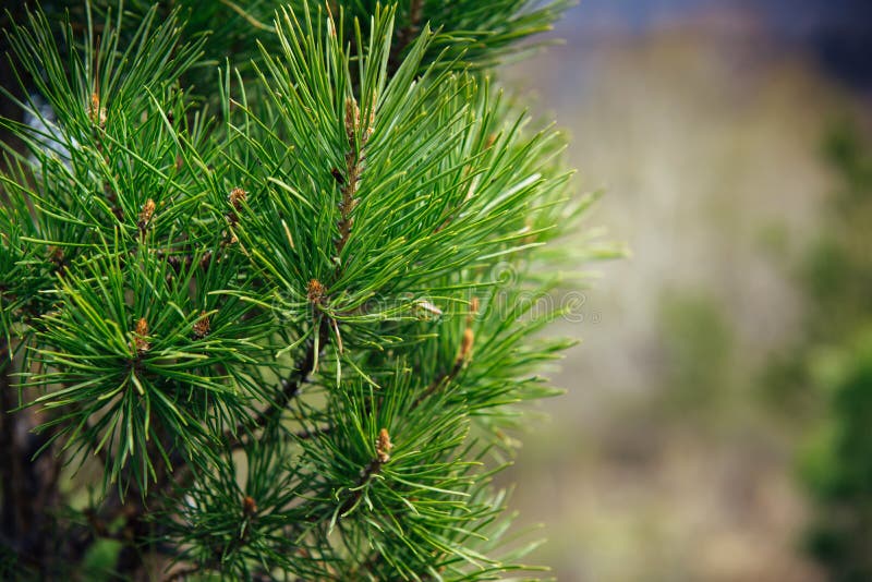 Spruce or Pine Branch, Close-up, Blurred Background. Green Needles of a ...