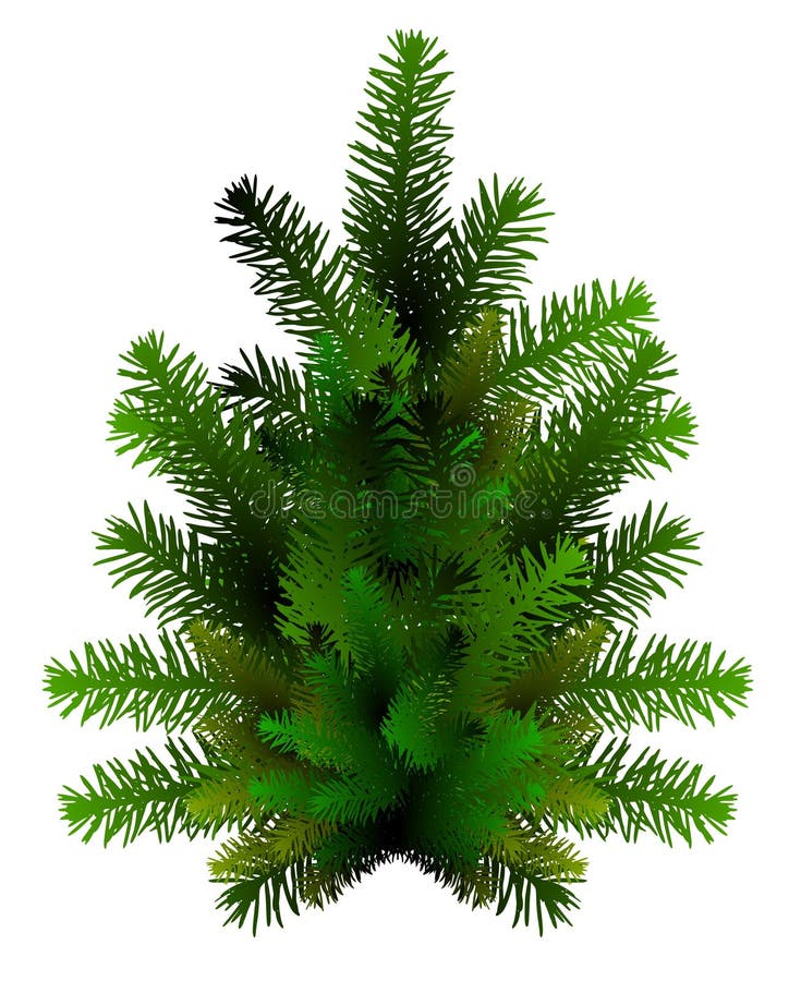 Spruce, Pine Family, Tree, Fir Stock Image - Image of tree, conifer ...