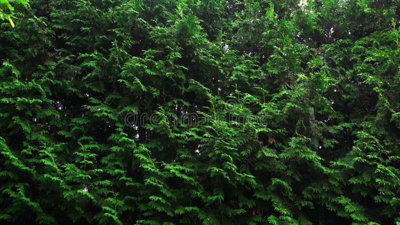 Spruce and Pine Texture Background, Slow Panoramic Motion Stock Video ...