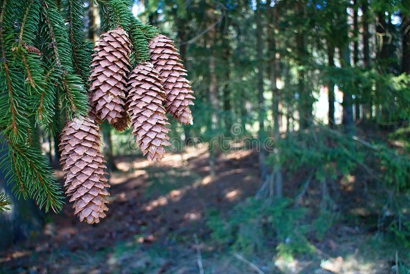 Spruce Pine Tree Branches in the Forest Stock Photo - Image of ...