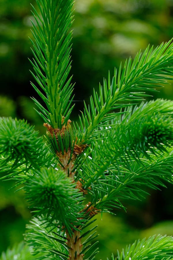 Spruce Plant with Young Green Needles. Young Evergreen Tree Stock Image ...