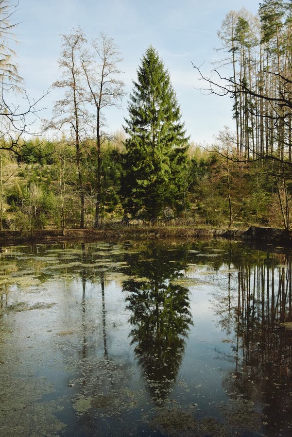 Spruce Reflecting in a Pond Stock Image - Image of tree, spruce: 181881283