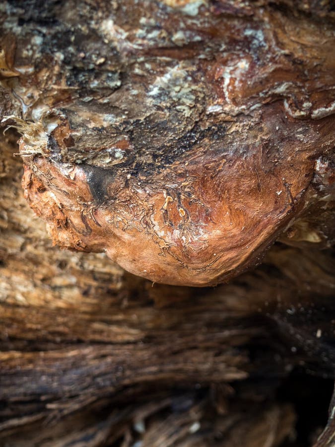 Spruce root wood stock image. Image of forest, environmental - 178340655