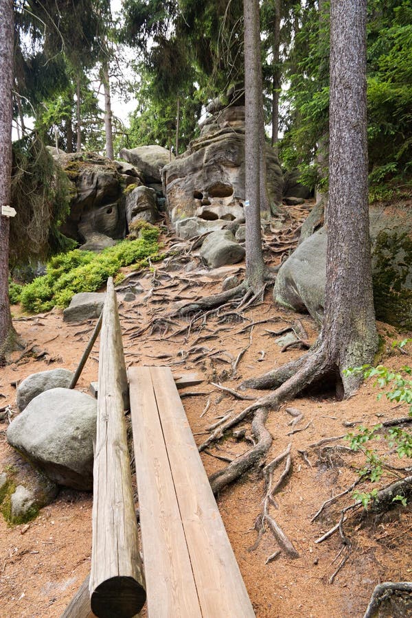 Spruce roots stock photo. Image of environment, focus - 42937396