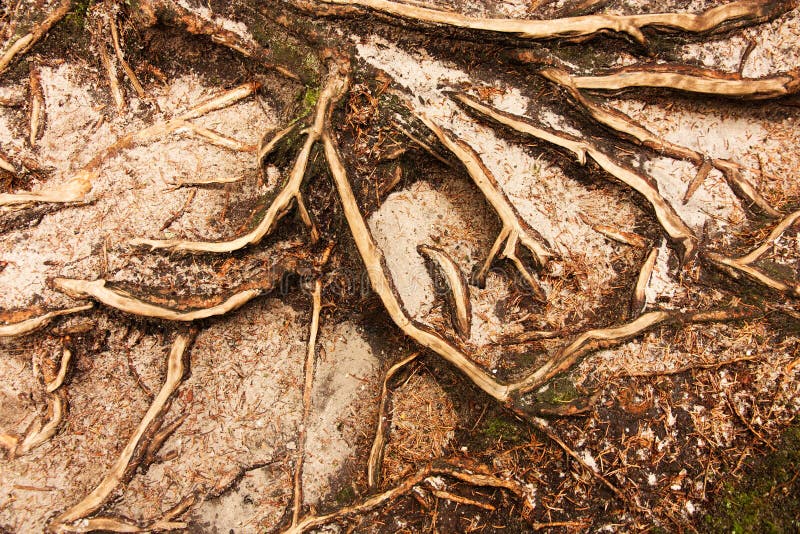 Roots in the forest stock photo. Image of growth, tree - 36330416