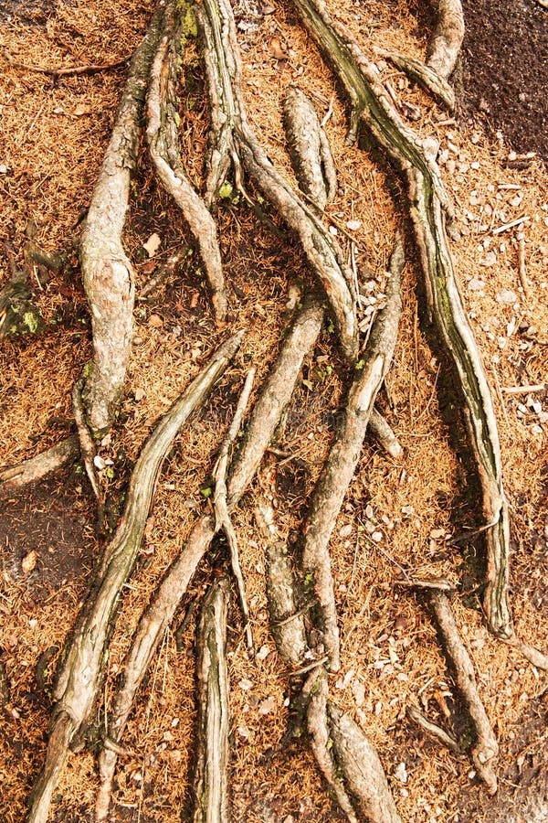 Spruce roots stock photo. Image of ground, green, blurred - 43315138