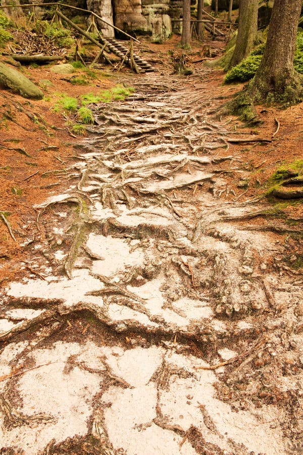 Spruce roots stock image. Image of earth, detail, growth - 43315125