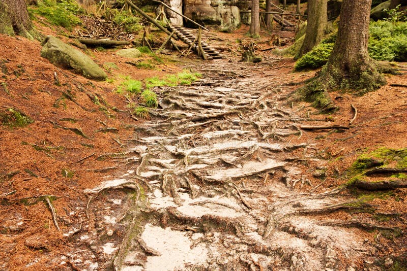 Spruce roots stock photo. Image of ground, green, blurred - 43315138