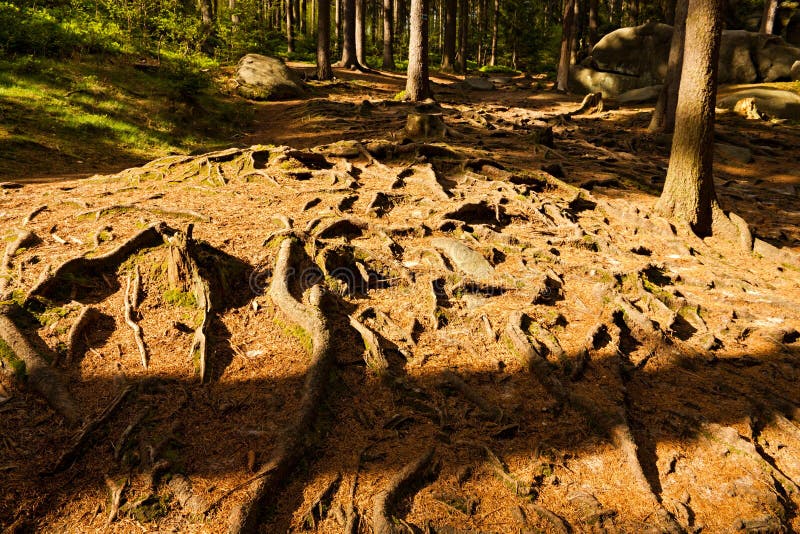 Spruce roots stock image. Image of branch, life, mature - 54085165