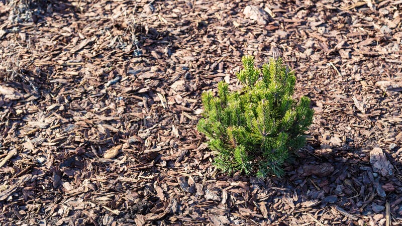 A Spruce Sapling in the Park on a Sunny Day. Stock Image - Image of ...