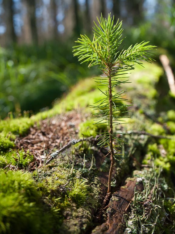 Spruce sapling stock photo. Image of mountain, life, spruce - 30927916