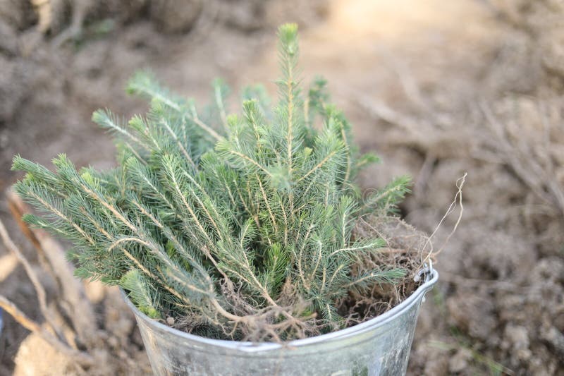 Spruce Seedlings. Bucket with Seedlings Stock Image - Image of outdoors ...