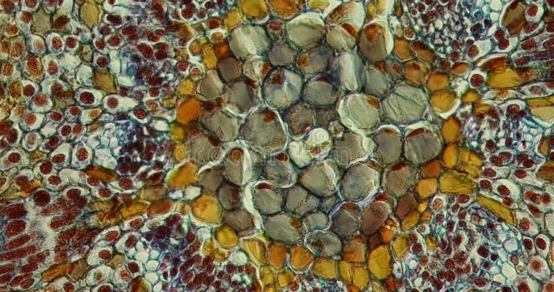 Spruce Shoot Tip with Needles Stock Video - Video of secretion, blue ...