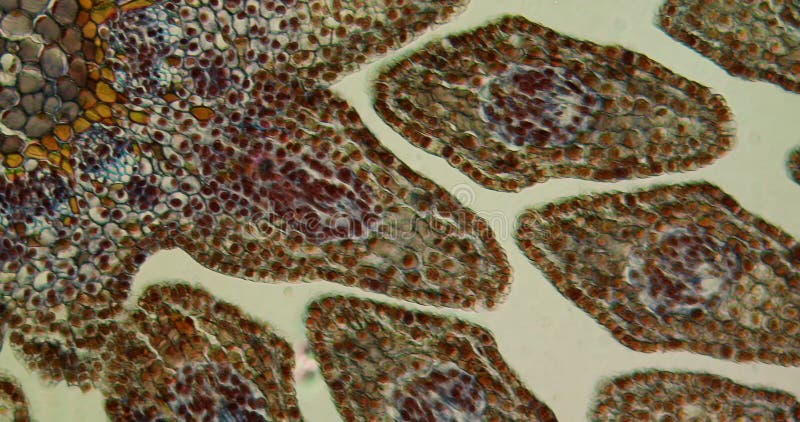 Spruce Shoot Tip with Needles Stock Video - Video of movement, pattern ...