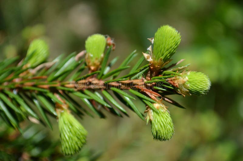 Spruce shoots stock image. Image of branch, needles, pine - 72808201