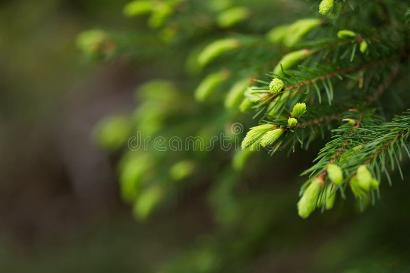 Spruce Shoots stock image. Image of tree, shoots, nature - 71573921