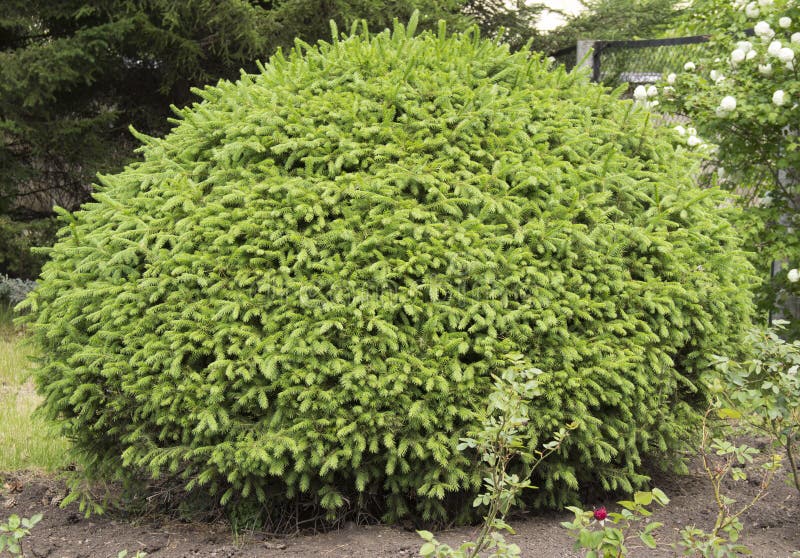 The Spruce Shrub a Rounded Shape Stock Image - Image of nature ...