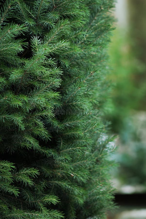 A Spruce Side with Barbed Branches Stock Image - Image of nature, tree ...