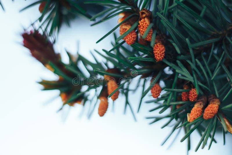 Spruce in the spring stock photo. Image of outdoor, macro - 94282096