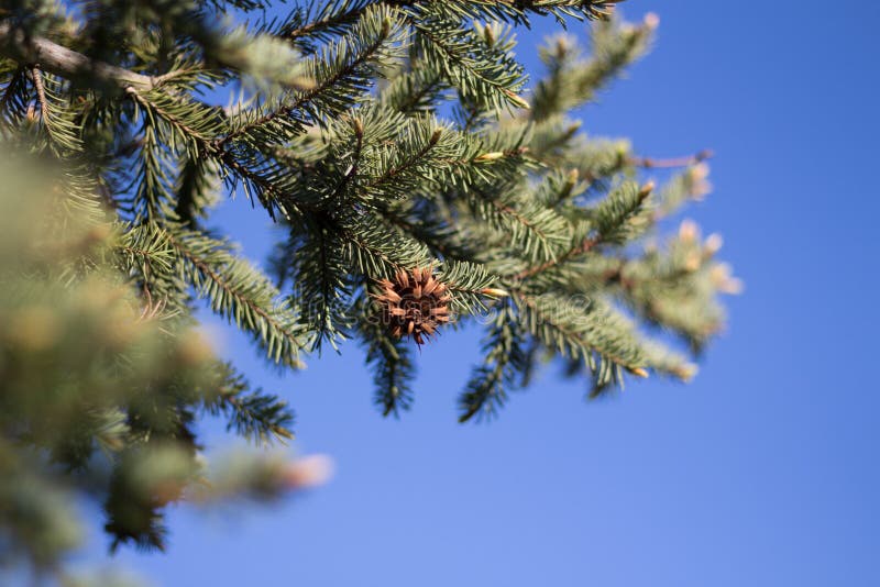 Spruce in the spring stock photo. Image of outdoor, macro - 94282096