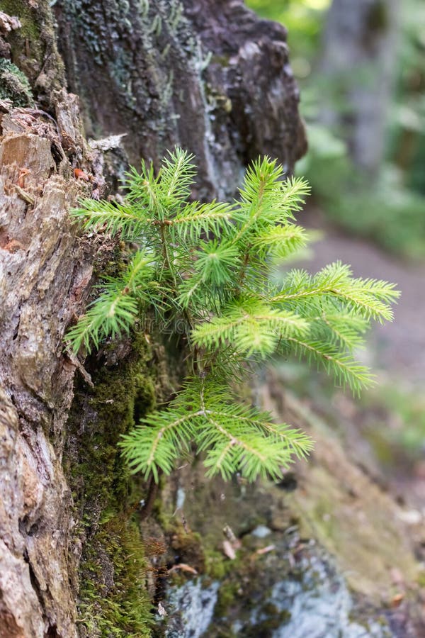 Spruce sprout stock photo. Image of sapling, branch - 293495404