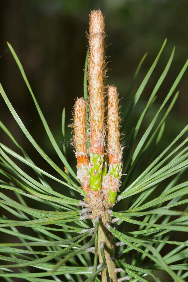 The spruce sprout stock image. Image of macro, crown - 73806859