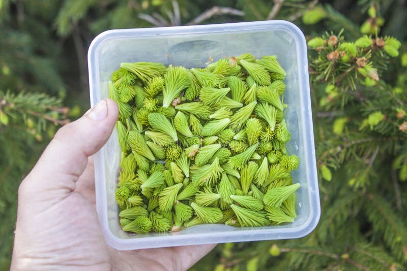 Spruce sprouts stock image. Image of forest, season, green - 59903287