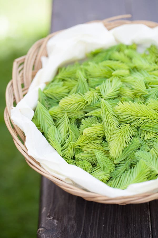 Spruce stock image. Image of plant, conifer, spruce, seasonal - 27905123