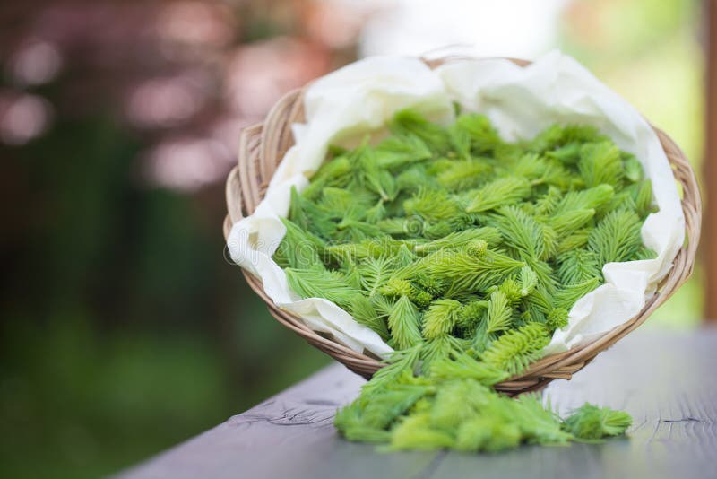 Spruce sprouts stock image. Image of picked, medicine - 32119743