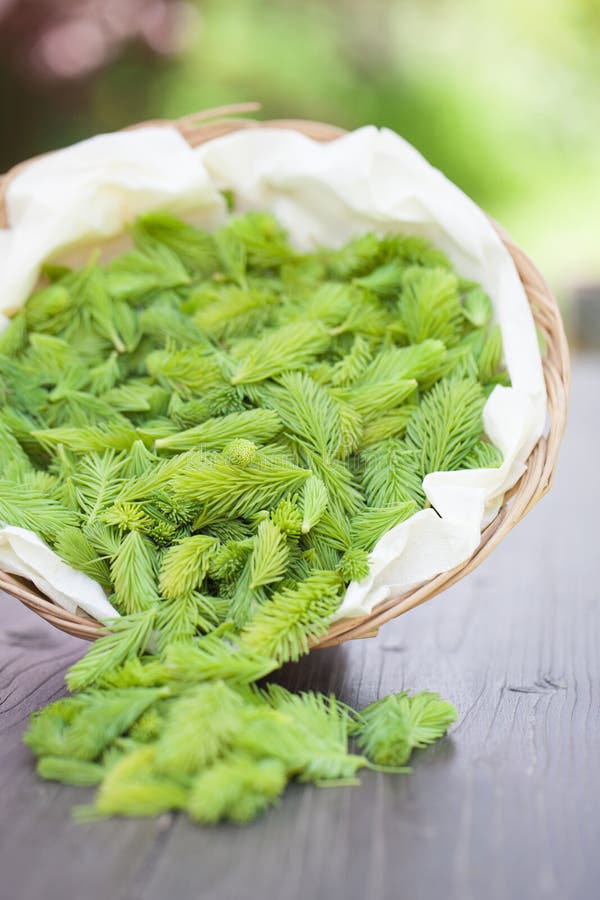 Spruce sprouts stock image. Image of making, needle, nature - 36576879