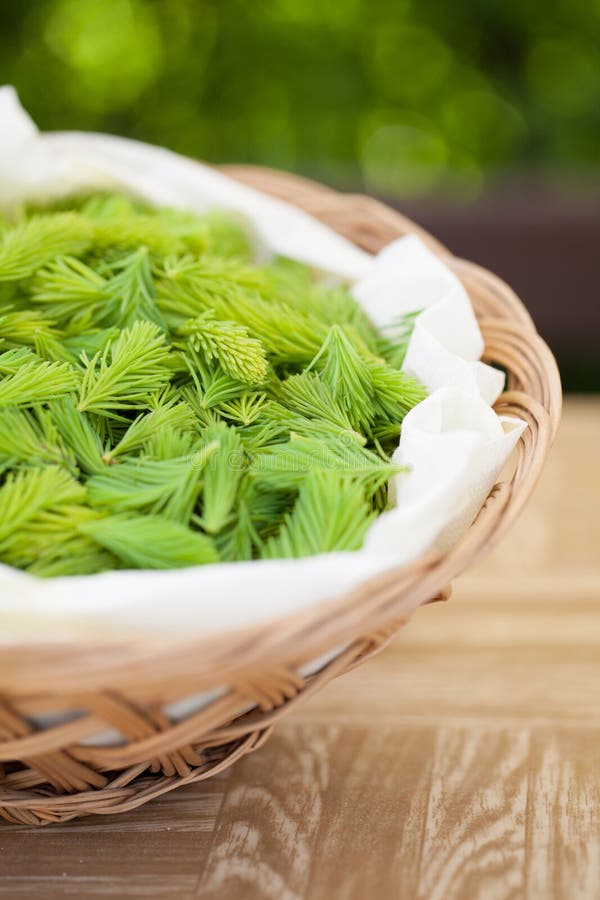Spruce sprouts stock photo. Image of food, green, alternative - 37183072