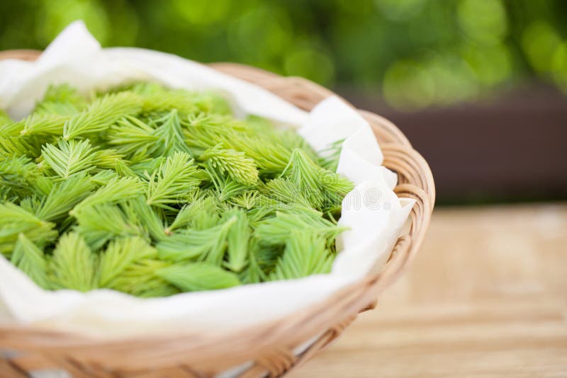 Spruce sprouts stock photo. Image of medicine, wicker - 37731596