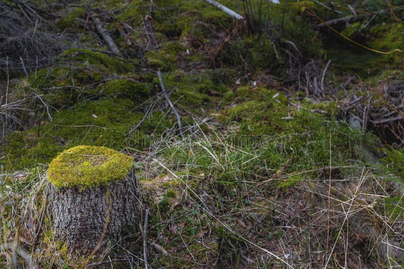 Spruce Stump Covered with Green Moss on Top in the Spring Forest Stock ...