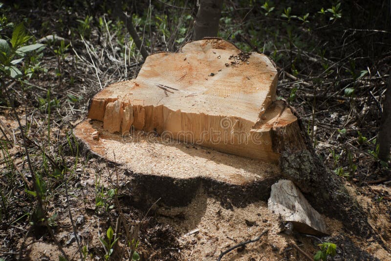 Spruce Stump - Fresh Cut - Falling Trees Stock Image - Image of fresh ...