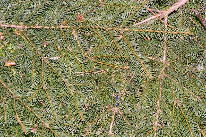 Spruce texture stock image. Image of outdoor, needle - 51852649