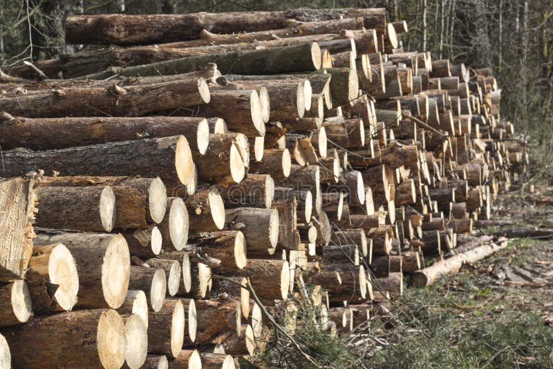 Spruce Timber Logging in the Forest. Folded Forest Stock Photo - Image ...