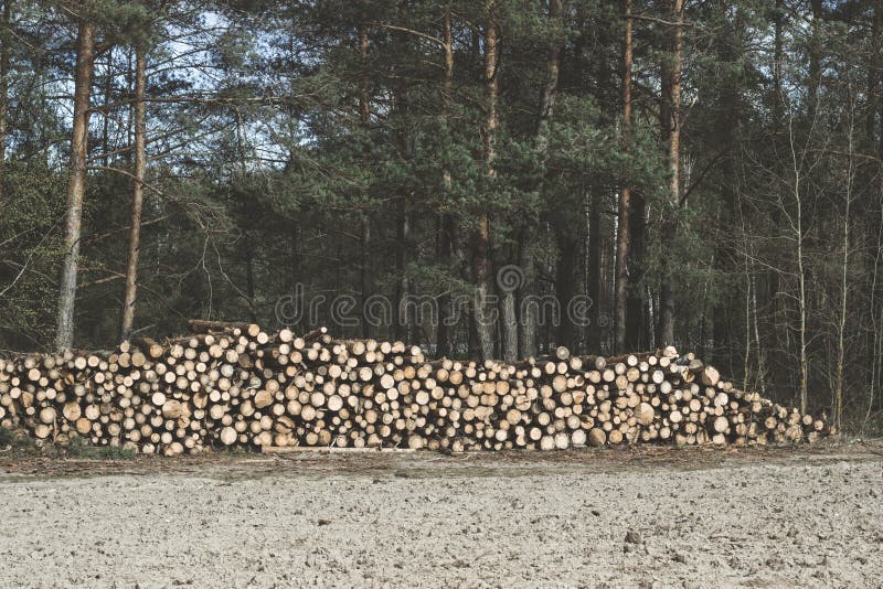 Spruce Timber Logging in the Forest. Folded Forest Stock Image - Image ...